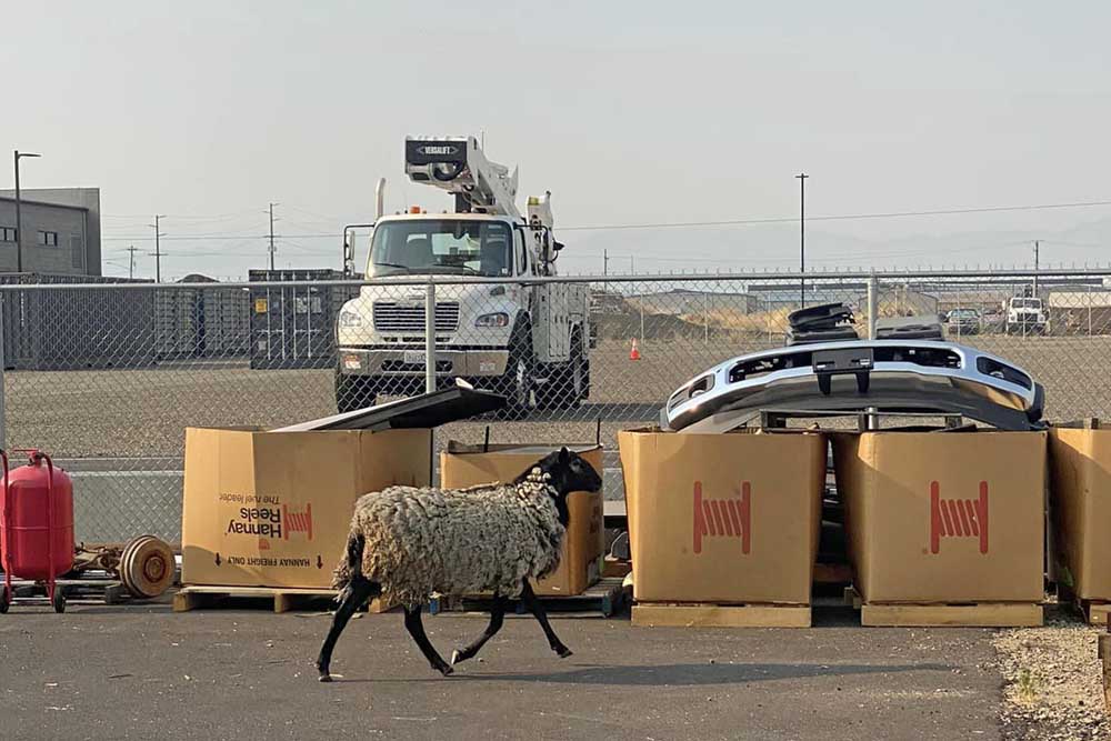 Wayward, dirty-faced sheep rescued by Fire District 3 Samaritans ...