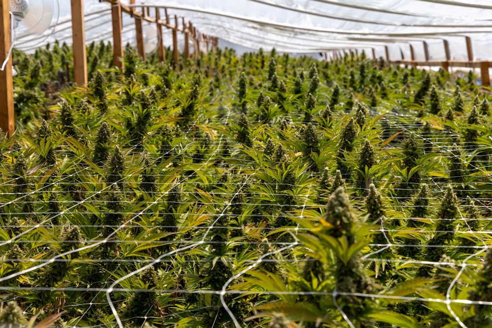 Sheriff’s office investigating burglaries of licensed marijuana farms ...