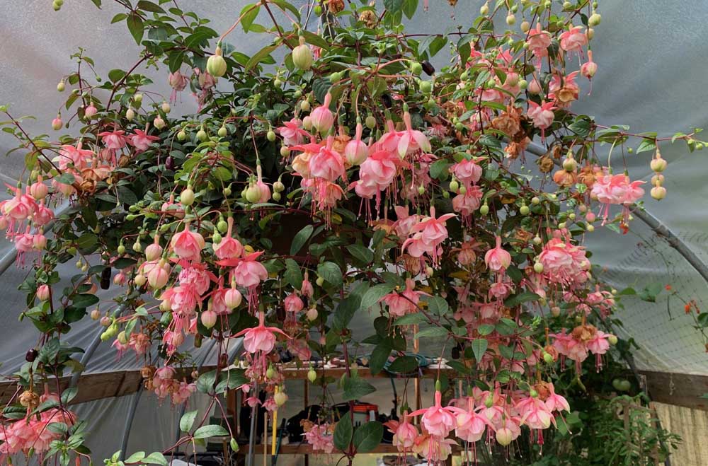 GARDEN PLOTS: My covenant with a potted fuchsia called ‘Claudia ...