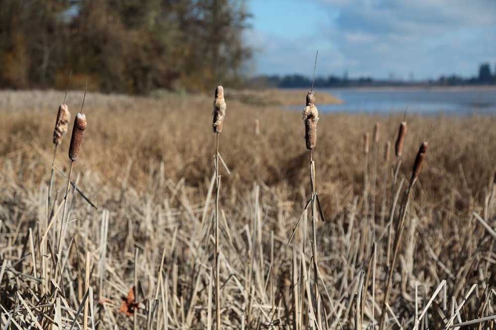 For Oregon tribes, retracing the Rogue River Trail of Tears helps heal ...