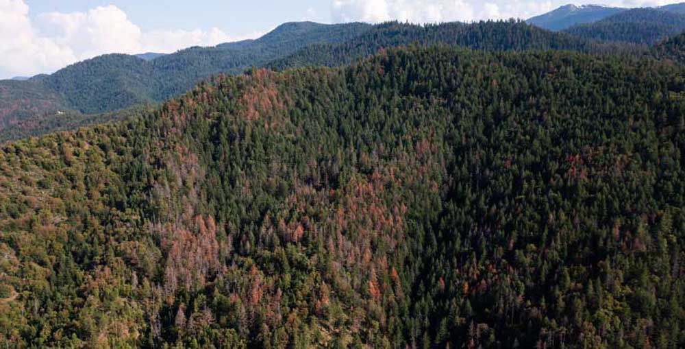 Study: 20% of Douglas fir trees in Ashland watershed are dead, more are ...