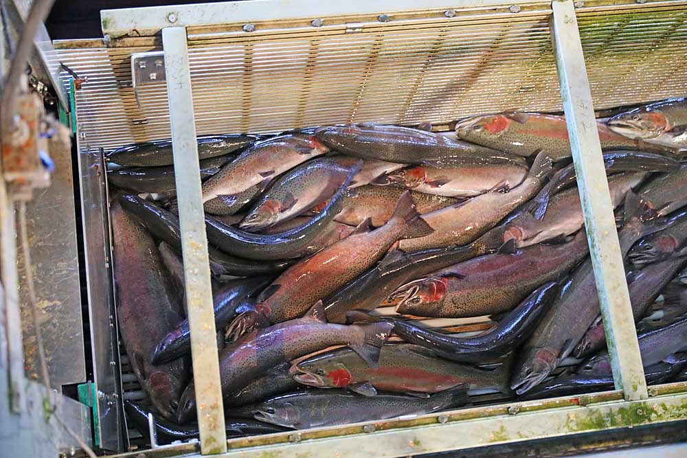 Another massive fish kill at aging Cole Rivers Hatchery; fixes in the ...