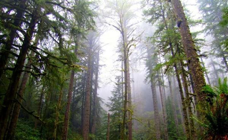 Land Board OKs ‘precedent-setting’ plan to put Elliott State Forest in ...