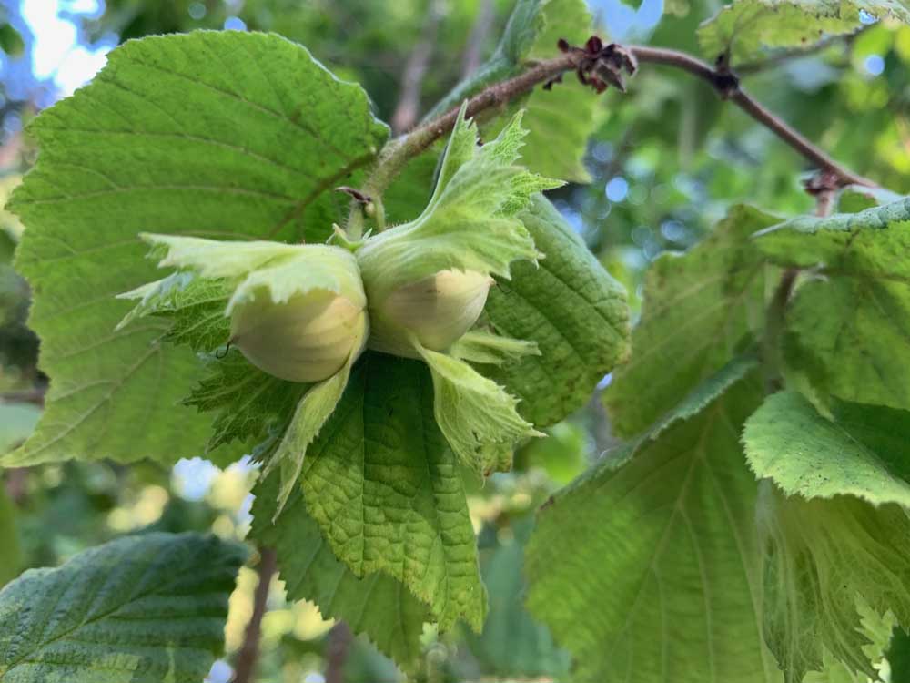GARDEN PLOTS: Observing the unique reproductive cycle of hazelnut trees ...