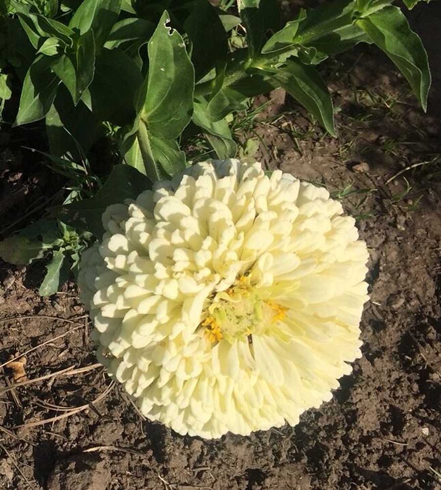 GARDEN PLOTS: Companion flowers for a moonlight veggie garden | Rogue ...