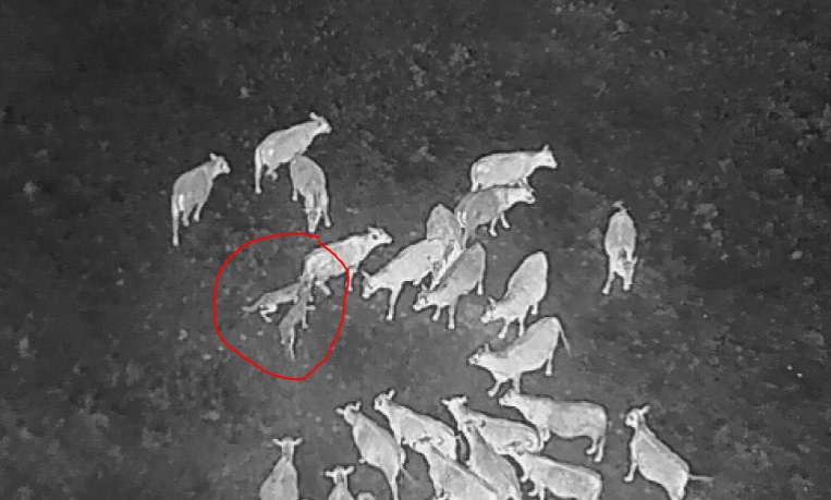 Rogue Pack of wolves makes its first confirmed livestock attack of the ...