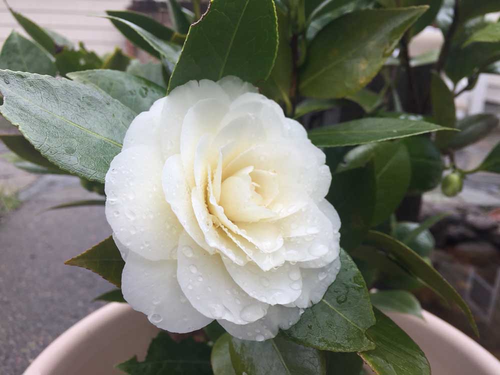 GARDEN PLOTS: White-flowered plants make a lovely moonlight garden ...