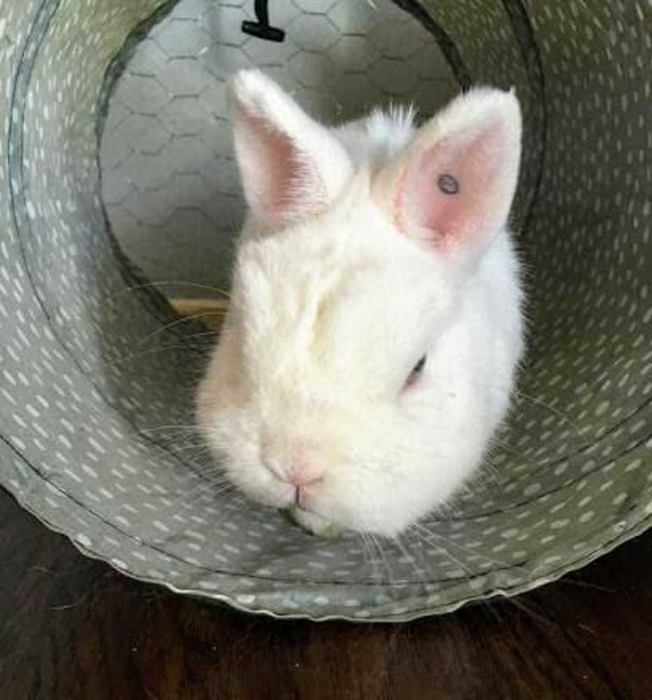 Redmond rabbit rescue helps curb abandonment through education | Rogue ...