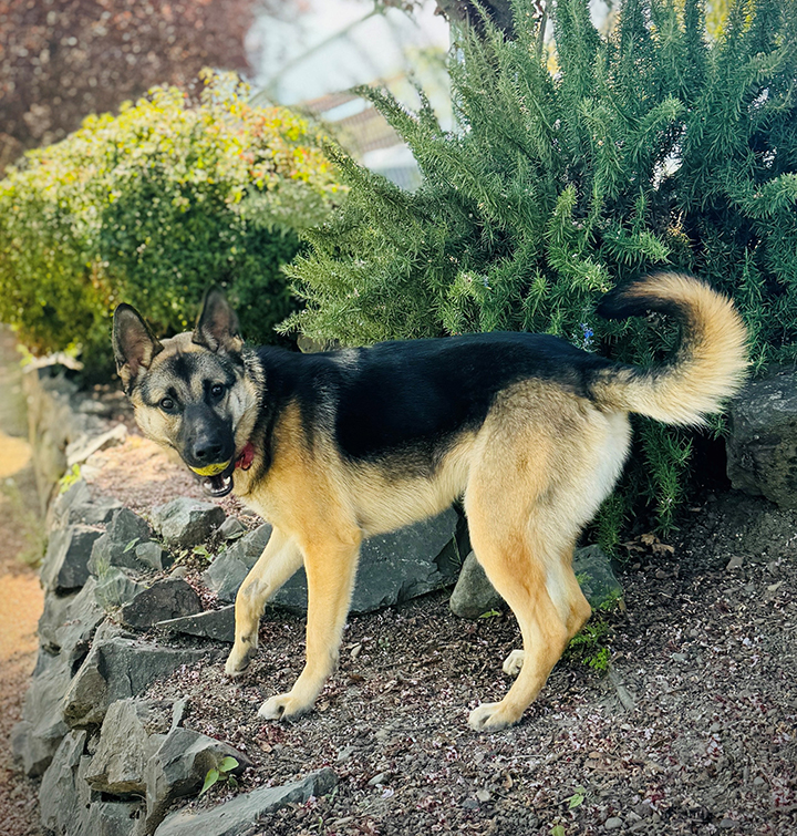 ADOPT A PET: Mojo | Rogue Valley Times