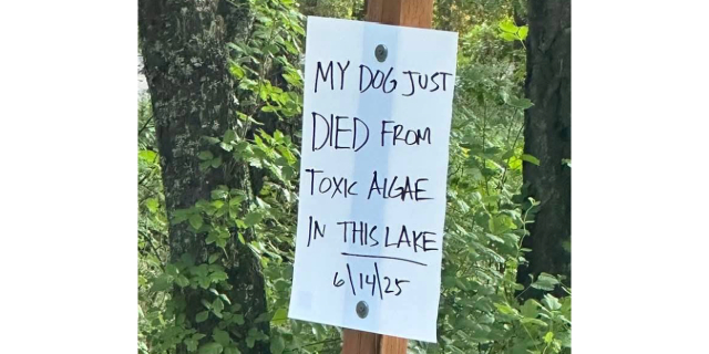 Oregon Health Authority issues precautionary algae bloom advisory for Lost Creek Lake | Rogue ...