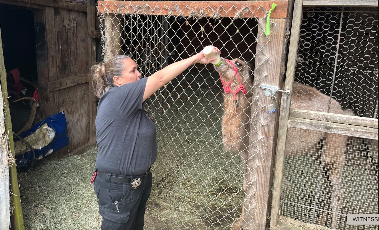 Roadside zoo owner near Bandon faces racketeering, animal neglect ...
