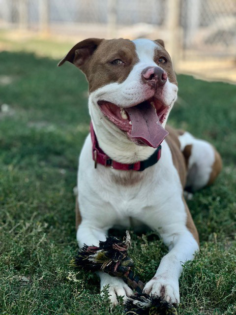 ADOPT A PET: Lobo | Rogue Valley Times