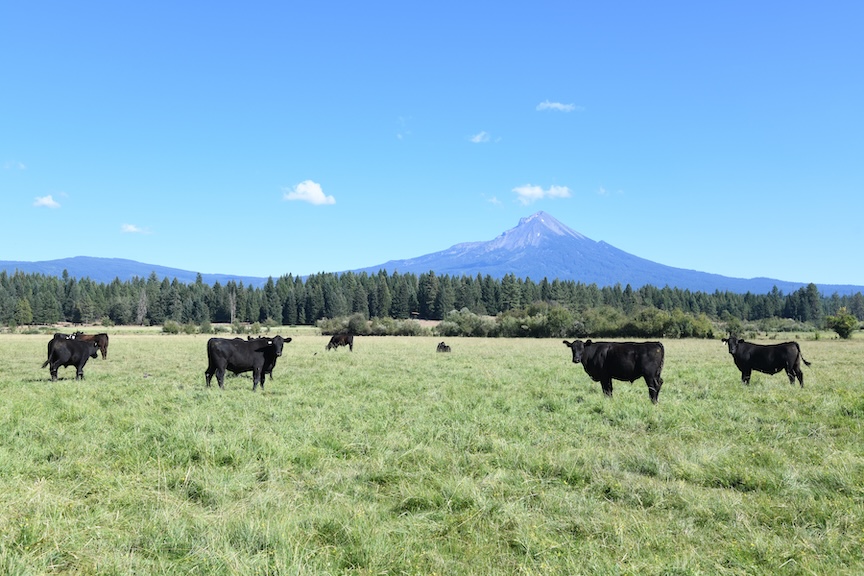 Area ranchers alarmed by livestock losses to growing Grouse Ridge wolf ...