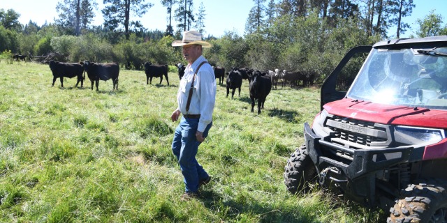 Area ranchers alarmed by livestock losses to growing Grouse Ridge wolf ...