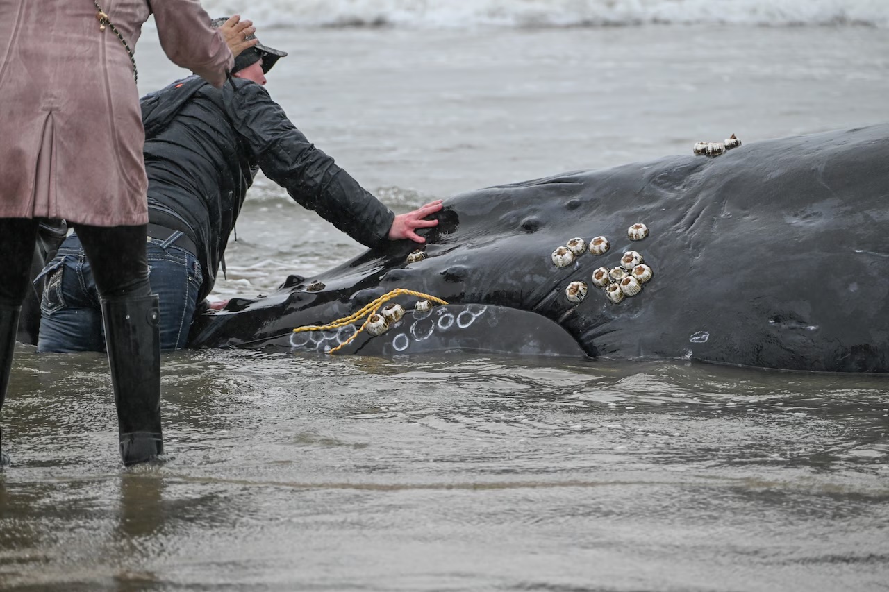 ‘Very sad, tragic’: Humpback whale stranded on the Oregon Coast ...