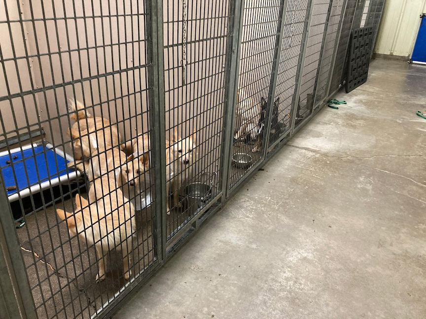 Community inundates officials with offers to help dogs | Rogue Valley Times